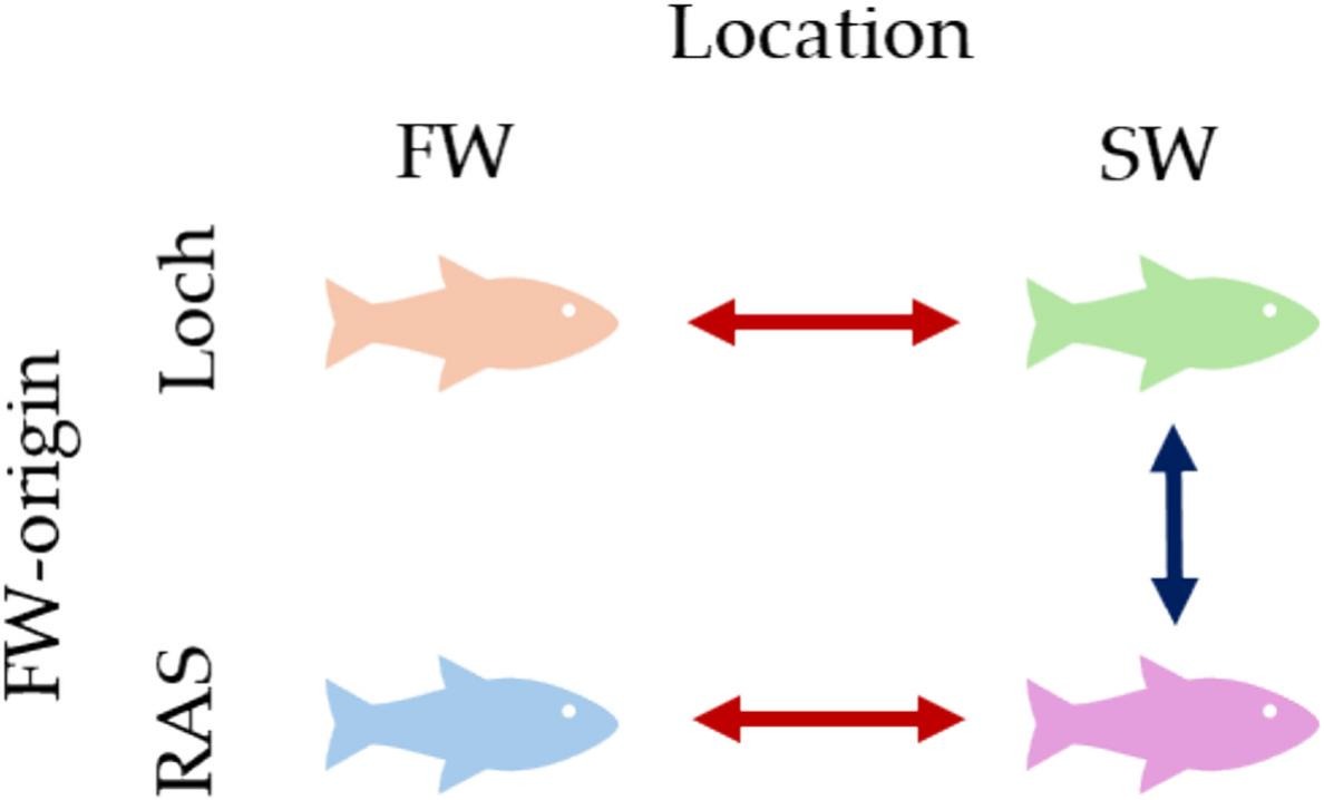 RAS-raised Atlantic salmon smolts are smaller but grow quickly as post ...